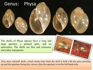 молюски_Molluscs_snails _description | PPT