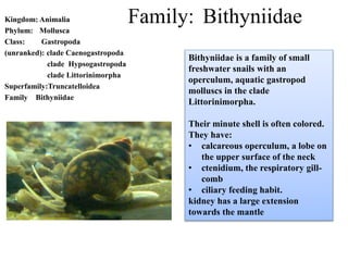 молюски_Molluscs_snails _description | PPT