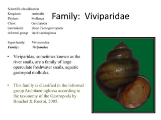 молюски_Molluscs_snails _description | PPT