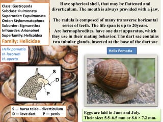 молюски_Molluscs_snails _description | PPT