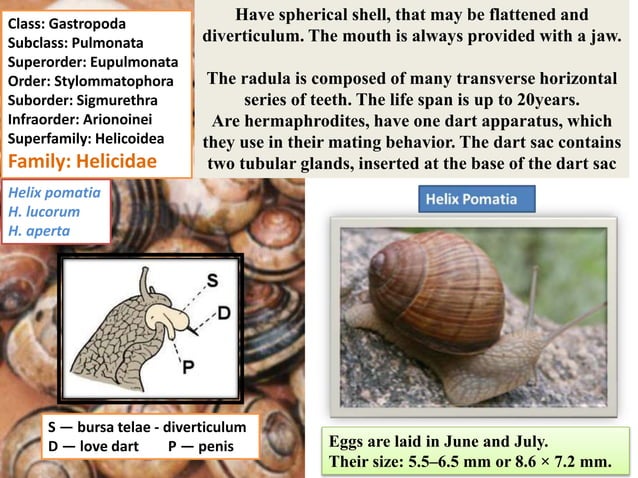 молюски_Molluscs_snails _description | PPT