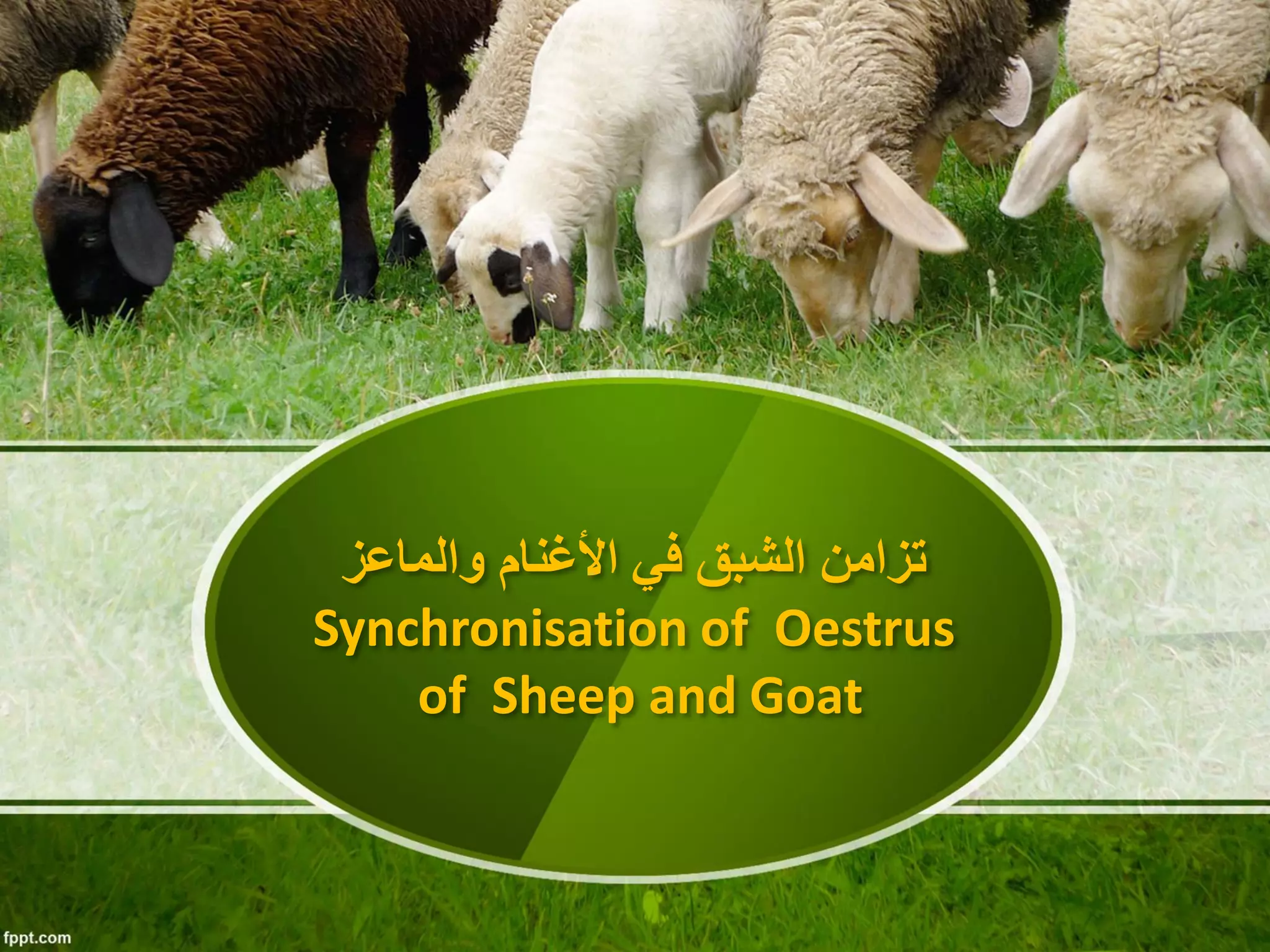 Oestrus Synchronisation ‏‏تزامن الشبق | PDF