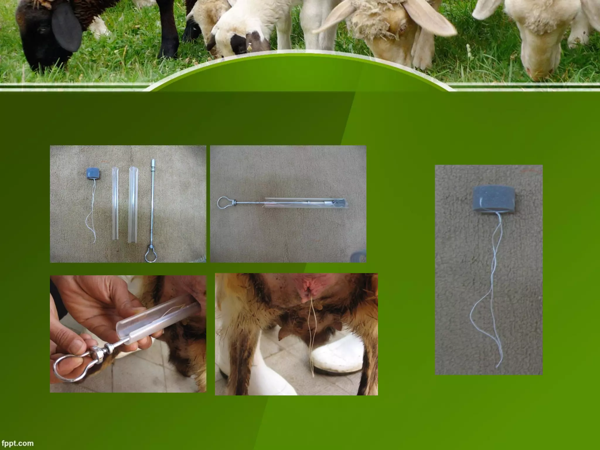 Oestrus Synchronisation ‏‏تزامن الشبق | PDF