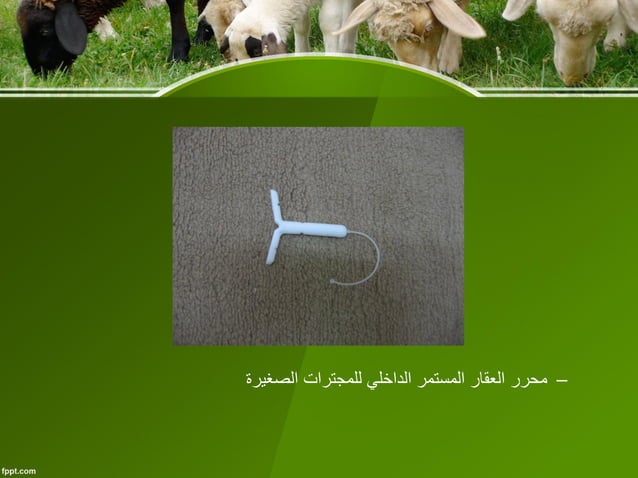 Oestrus Synchronisation ‏‏تزامن الشبق | PPT