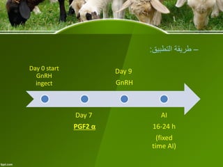Oestrus Synchronisation ‏‏تزامن الشبق | PDF