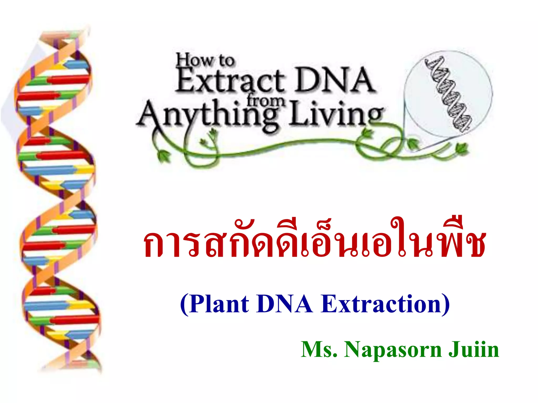 Biology Lab: Plant DNA Extraction | PPTX