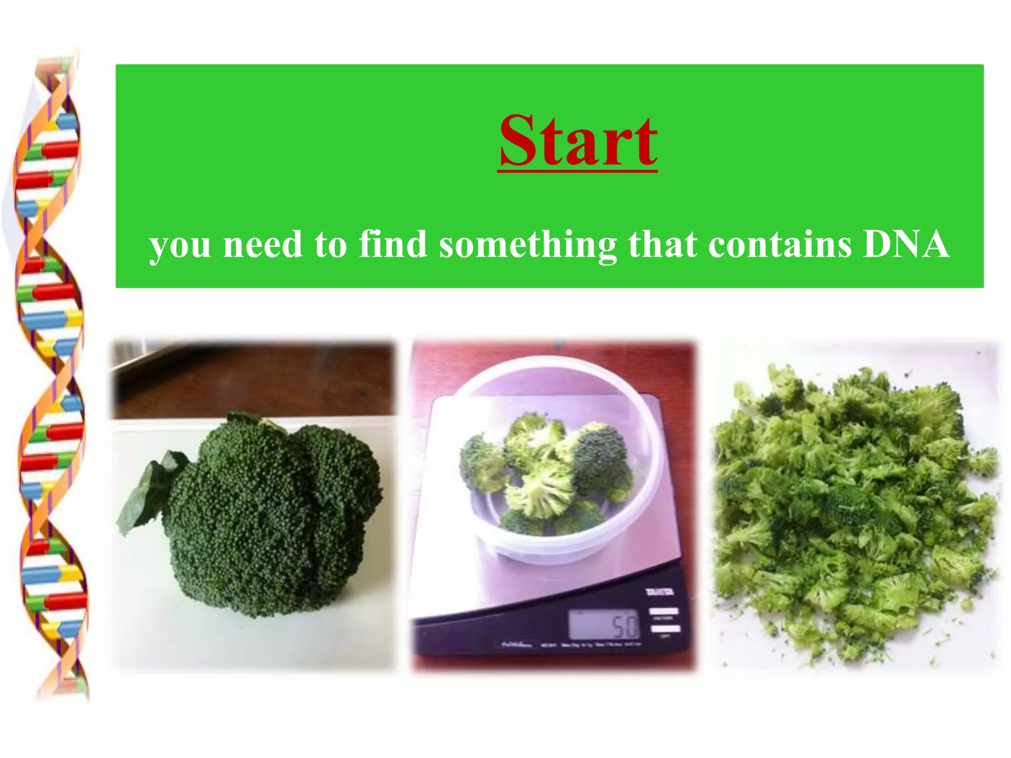 Biology Lab: Plant DNA Extraction | PPTX