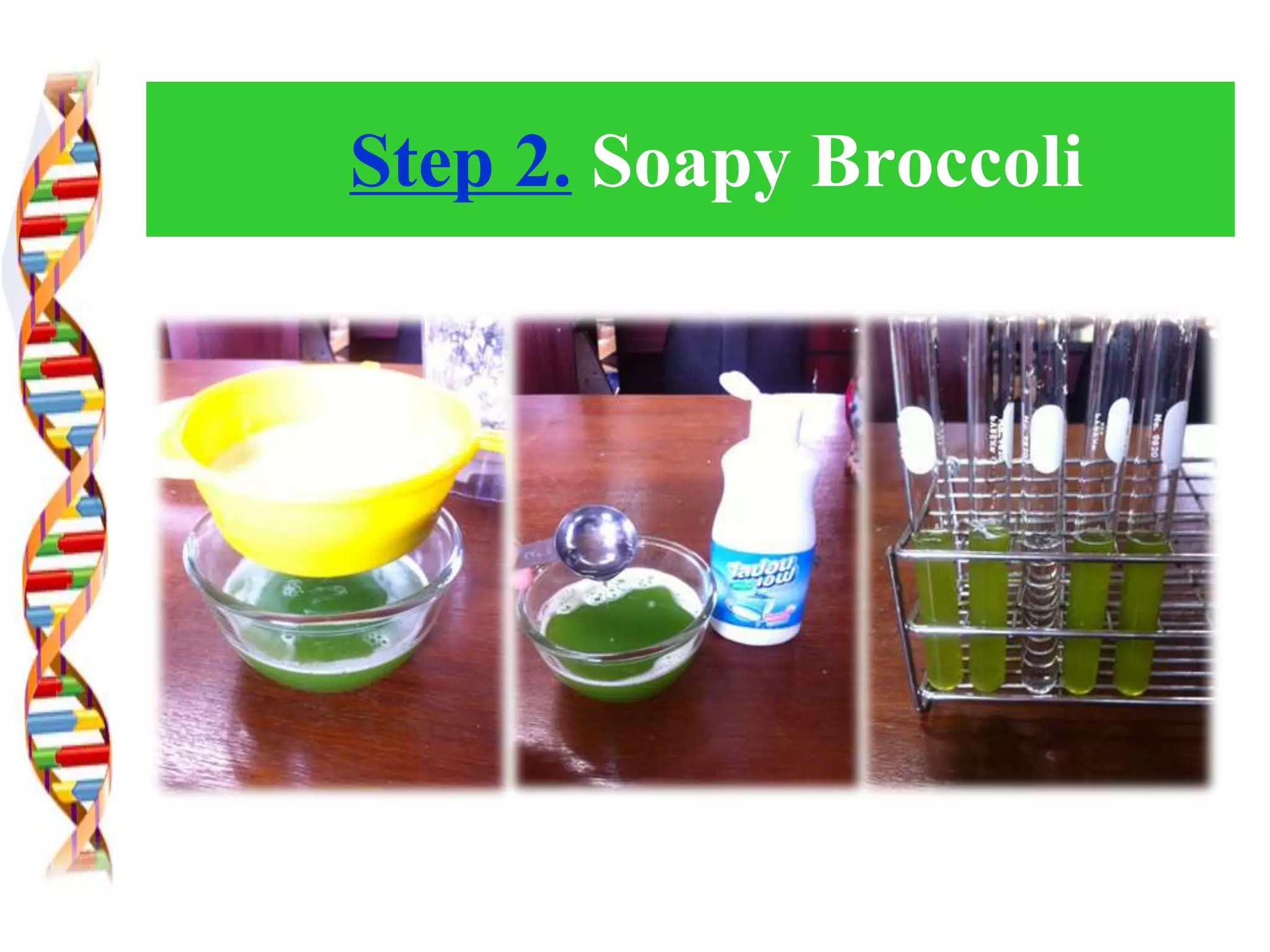 Biology Lab: Plant DNA Extraction | PPTX