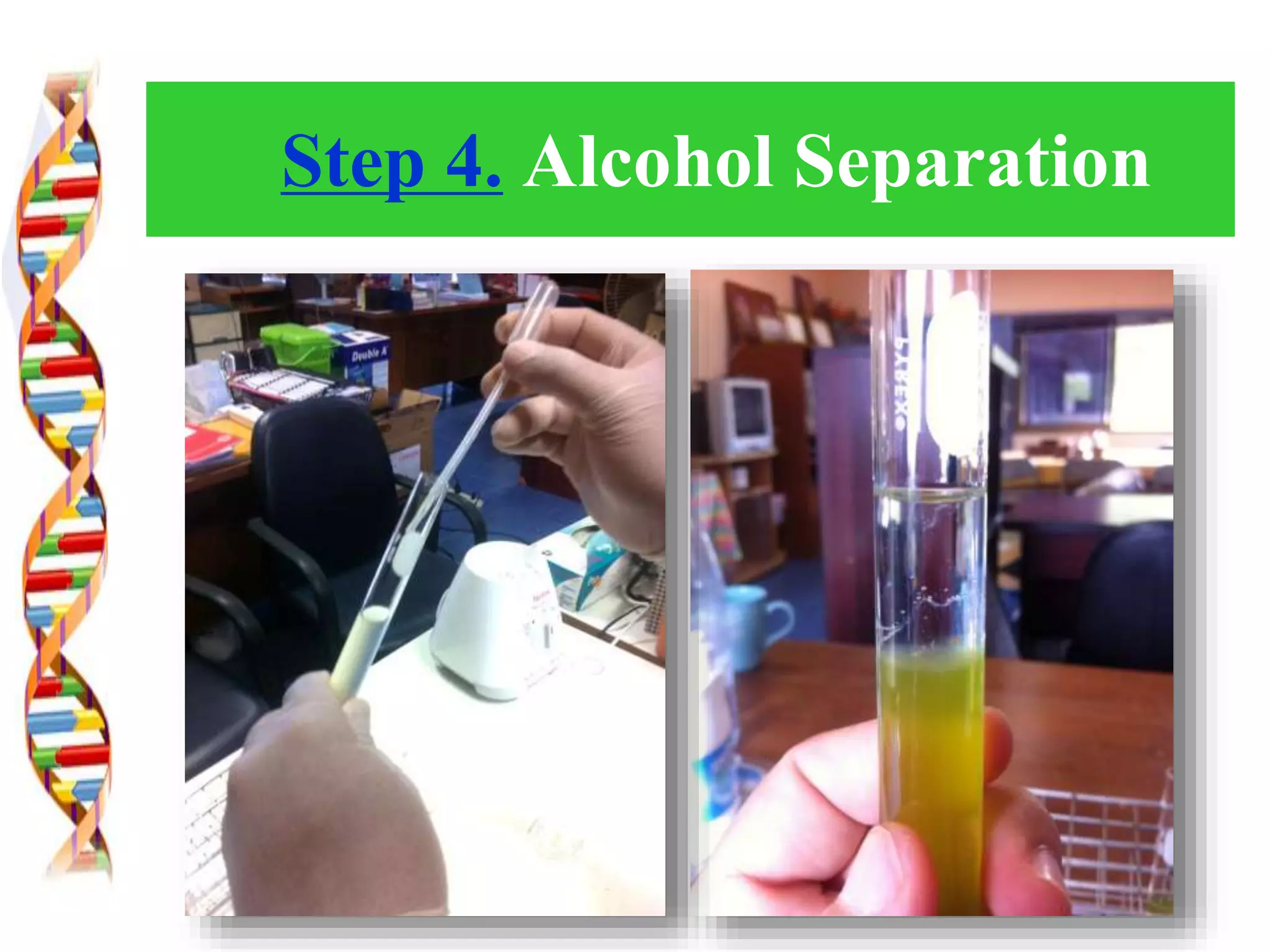Biology Lab: Plant DNA Extraction | PPTX