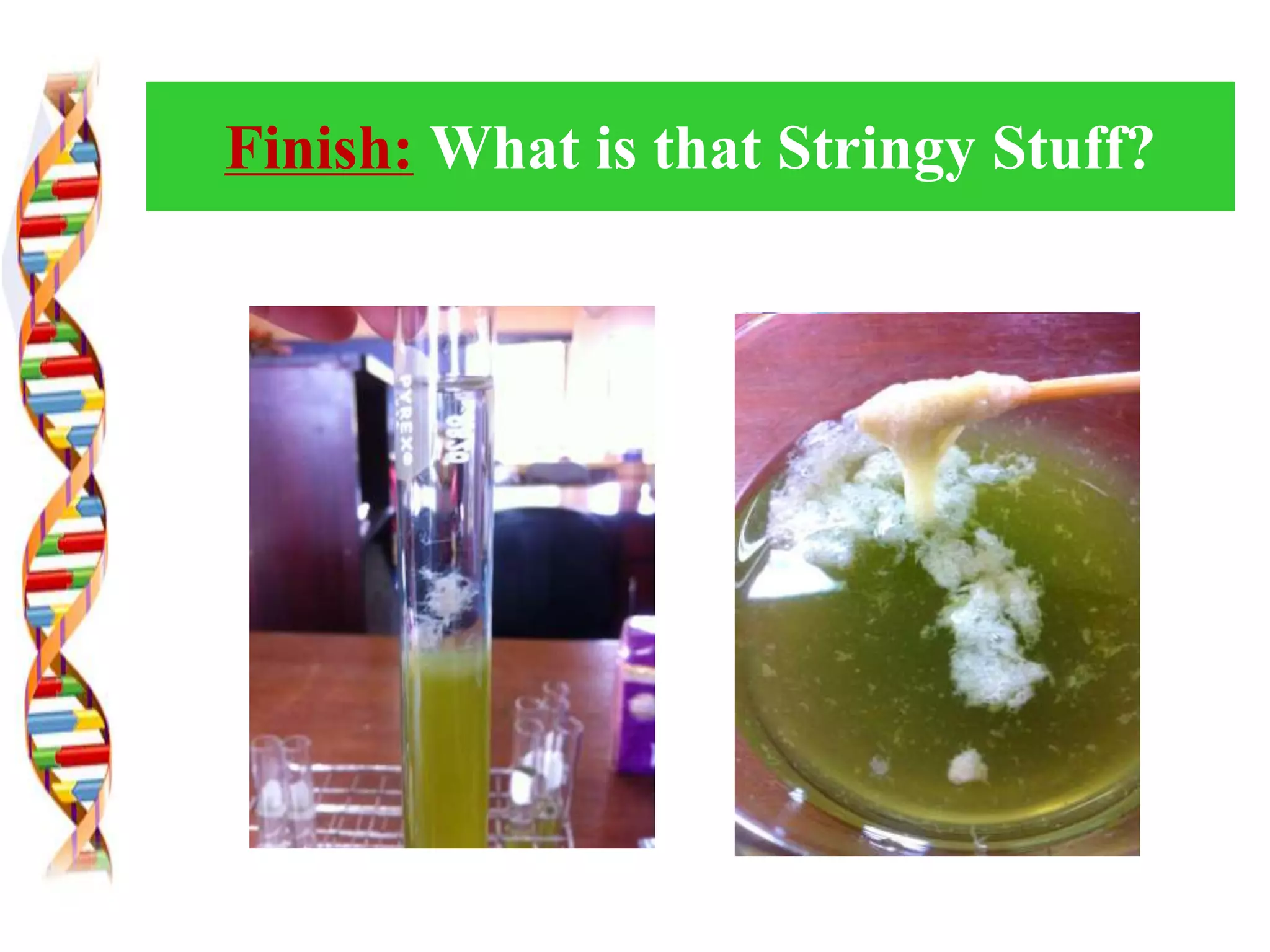 Biology Lab: Plant DNA Extraction | PPTX