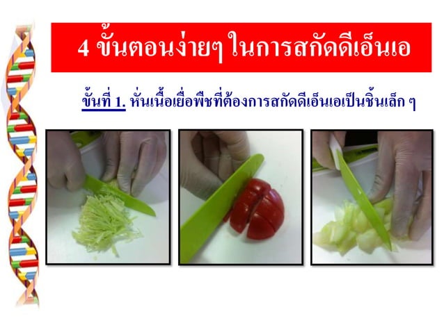 Biology Lab: Plant DNA Extraction | PPTX