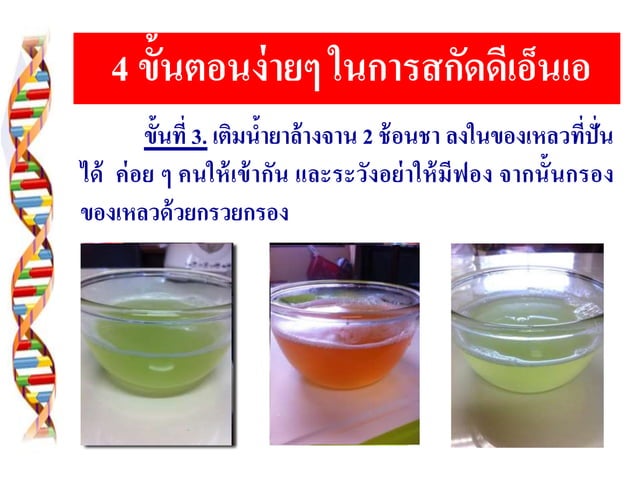 Biology Lab: Plant DNA Extraction | PPTX