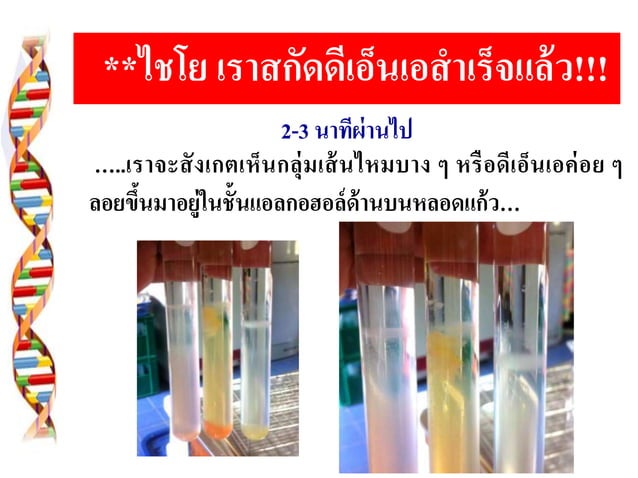 Biology Lab: Plant DNA Extraction | PPTX