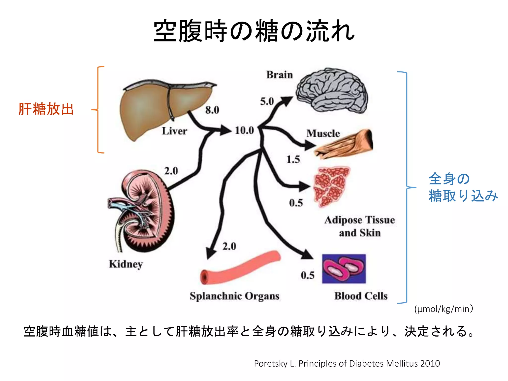 EBMと臨床経験に基づく糖尿病治療 | PPTX | Blood Disorders | Diseases and Conditions