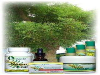 Importance of Neem | PPTX
