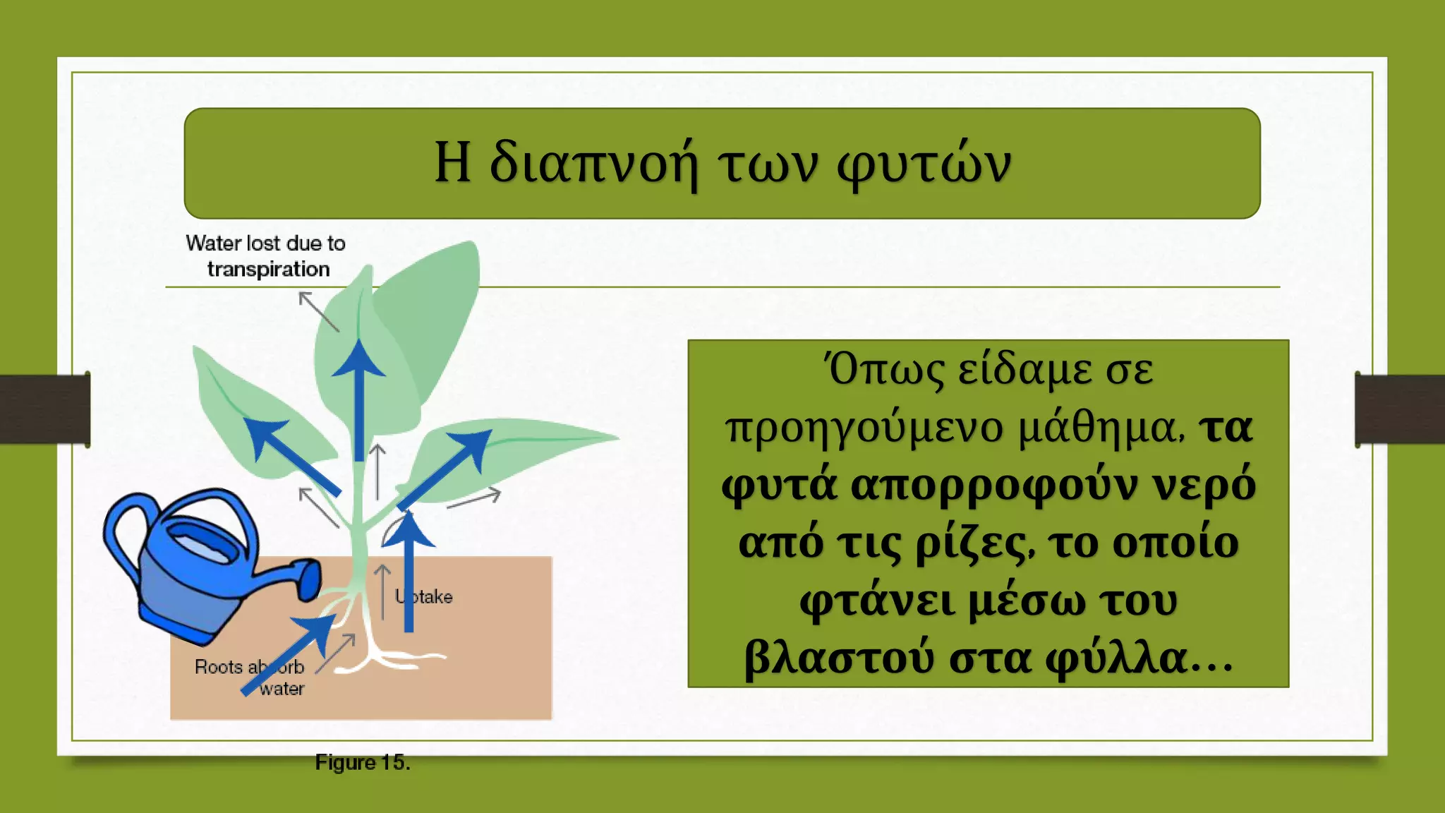 η διαπνοή των φυτών | PPTX