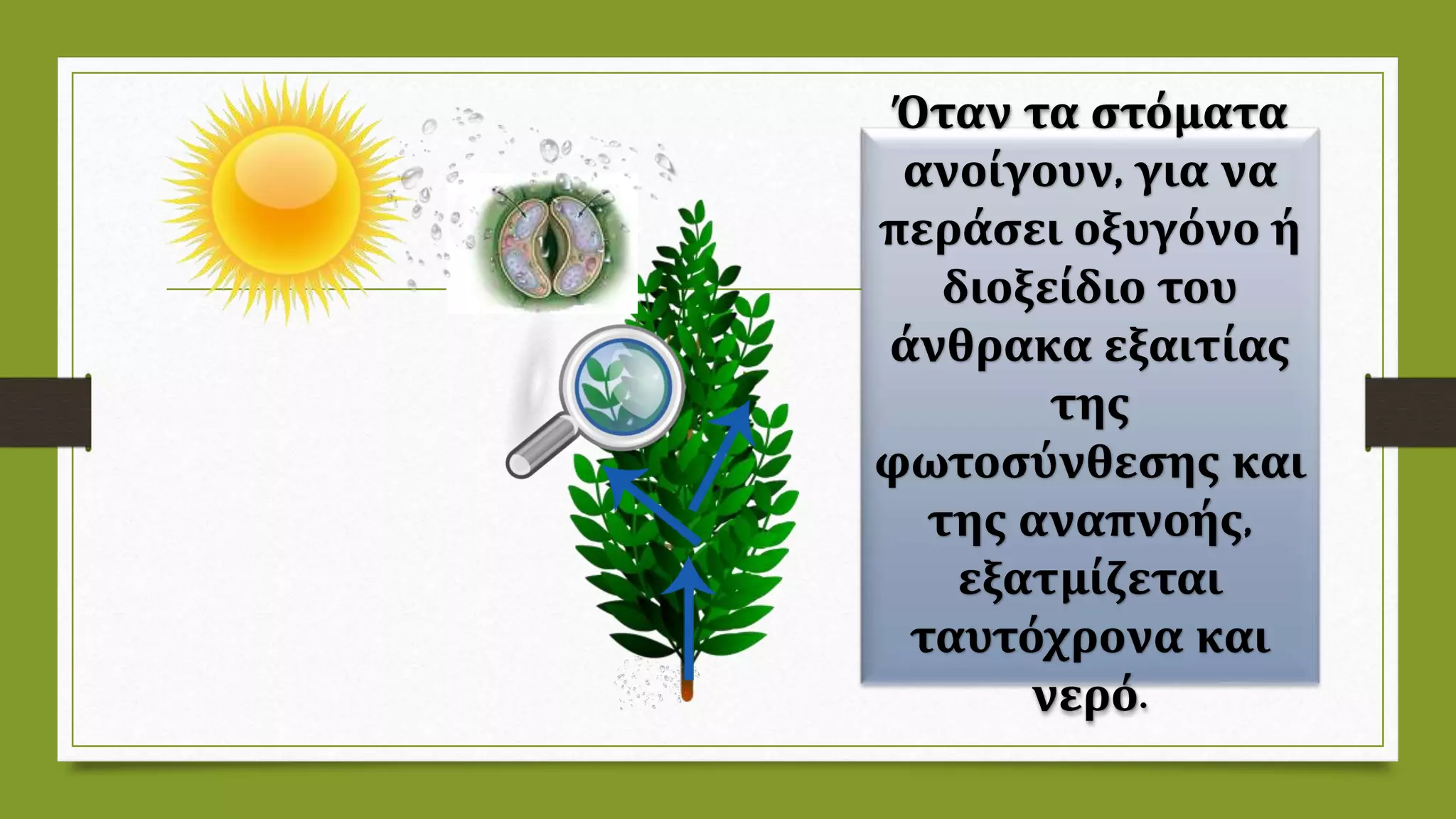 η διαπνοή των φυτών | PPTX