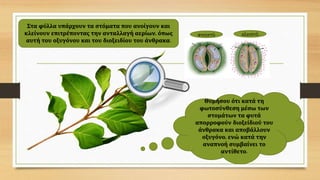 η διαπνοή των φυτών | PPTX
