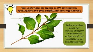 η διαπνοή των φυτών | PPTX