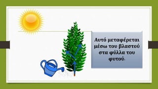 η διαπνοή των φυτών | PPTX