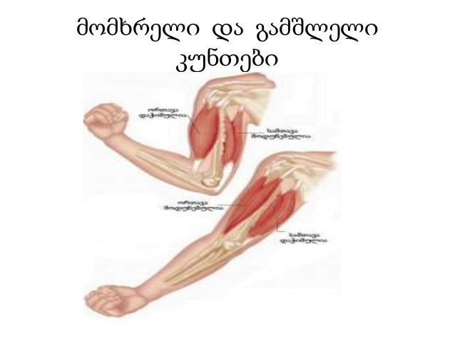 კუნთები