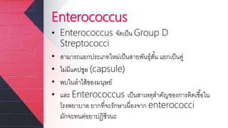 Gram-Positive cocci | PPTX