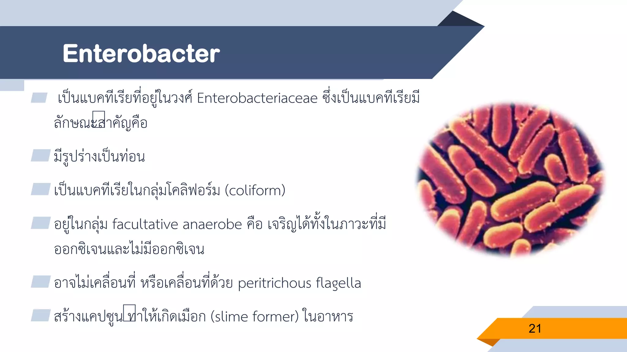 Pathogenic Gram-Negative Bacilli (Oxidase -) | PPT