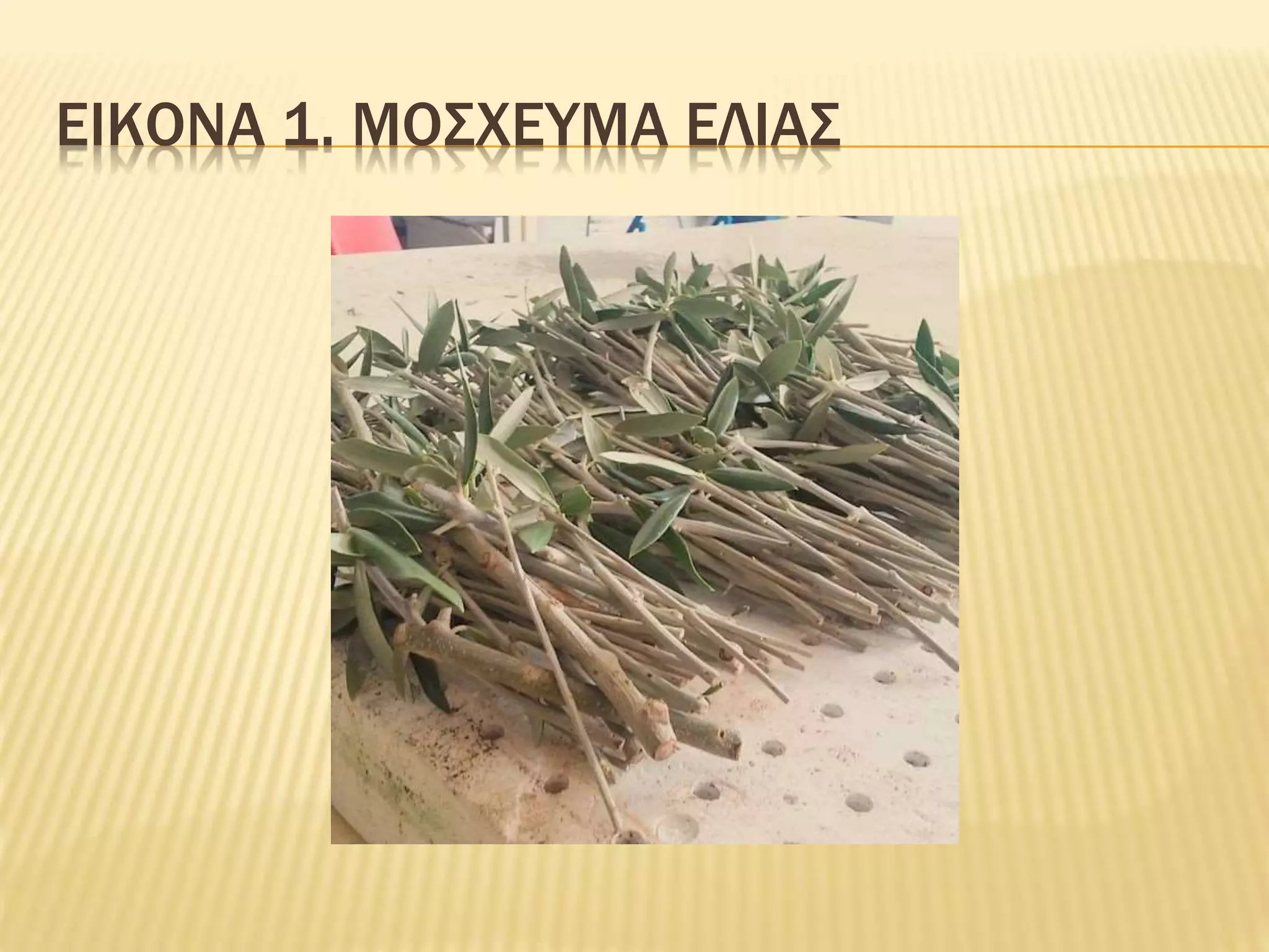 φυτική παραγωγή, β΄ επαλ τελικο | PPTX