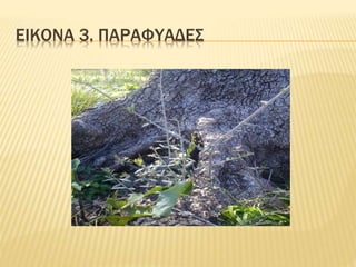 φυτική παραγωγή, β΄ επαλ τελικο | PPTX