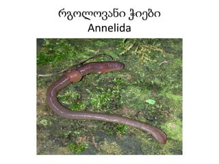 თეთრი მღვიმე | PPT