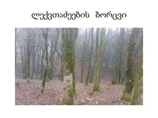 თეთრი მღვიმე | PPT