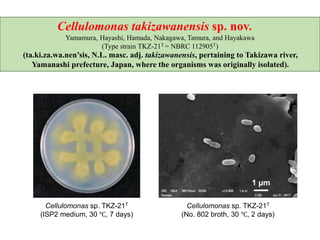 河川付着藻類から分離された放線菌の多様性と分類学的研究 | PPTX