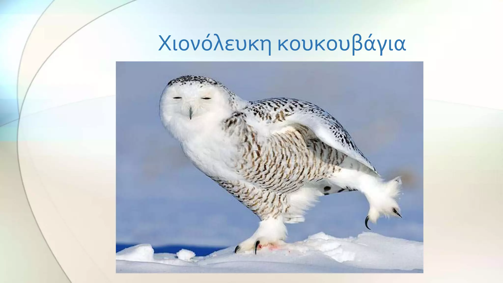 πολικά ζώα | PPTX
