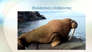 πολικά ζώα | PPTX