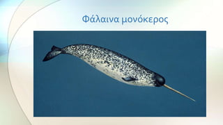 πολικά ζώα | PPTX