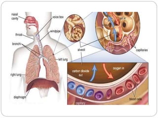 Плућа - Ј. Деветак | PPT