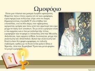 Τα άμφια των κληρικών | PPTX