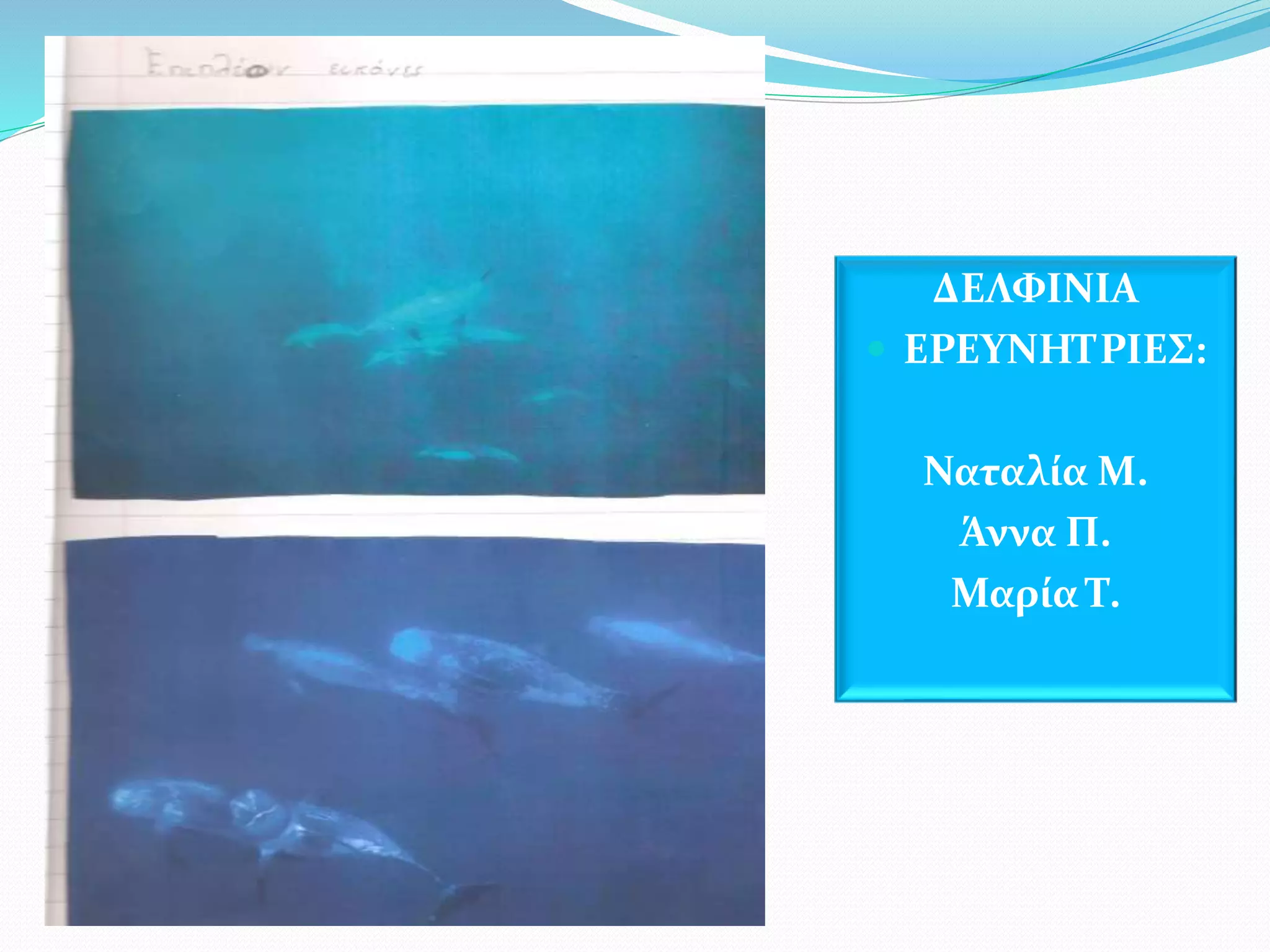 δελφινια-Χρύσα Κοκορίκου | PPTX
