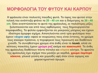 Φραούλα | PPT | Free Download