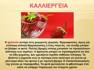 Φραούλα | PPT | Free Download