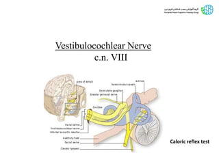 Cranial Nerves Assessment | PPSX
