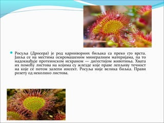 Росуља - М. Глоговац | PPT