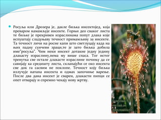 Росуља - М. Глоговац | PPT