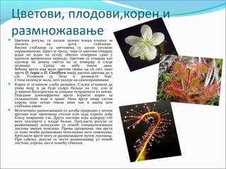 Росуља - М. Глоговац | PPT