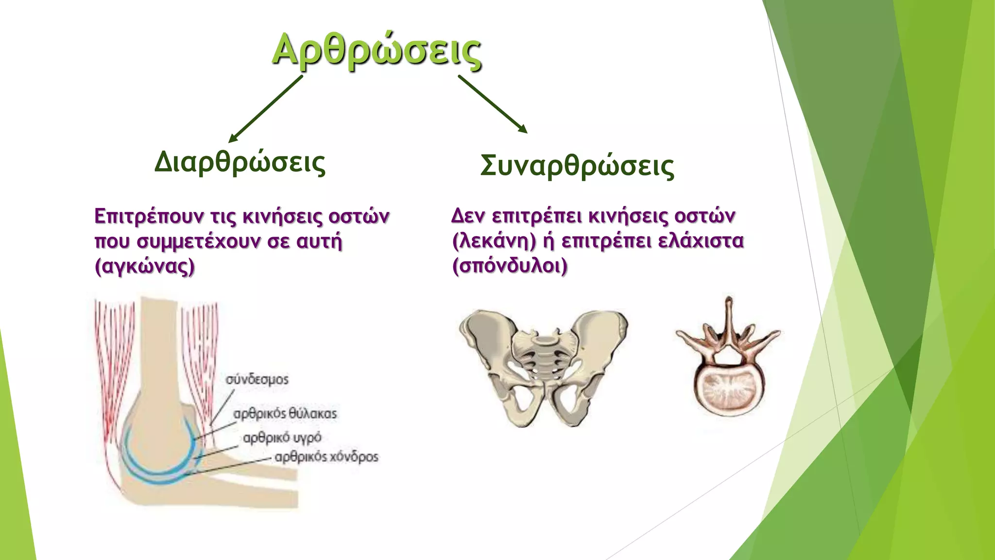 Το μυοσκελετικό σύστημα του ανθρώπου | PPTX