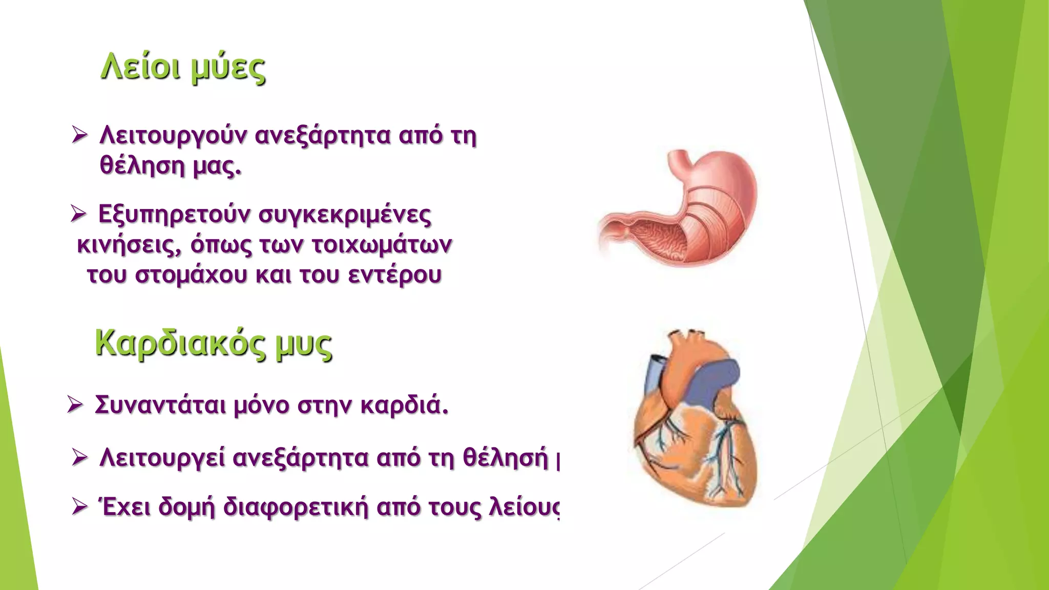 Το μυοσκελετικό σύστημα του ανθρώπου | PPTX