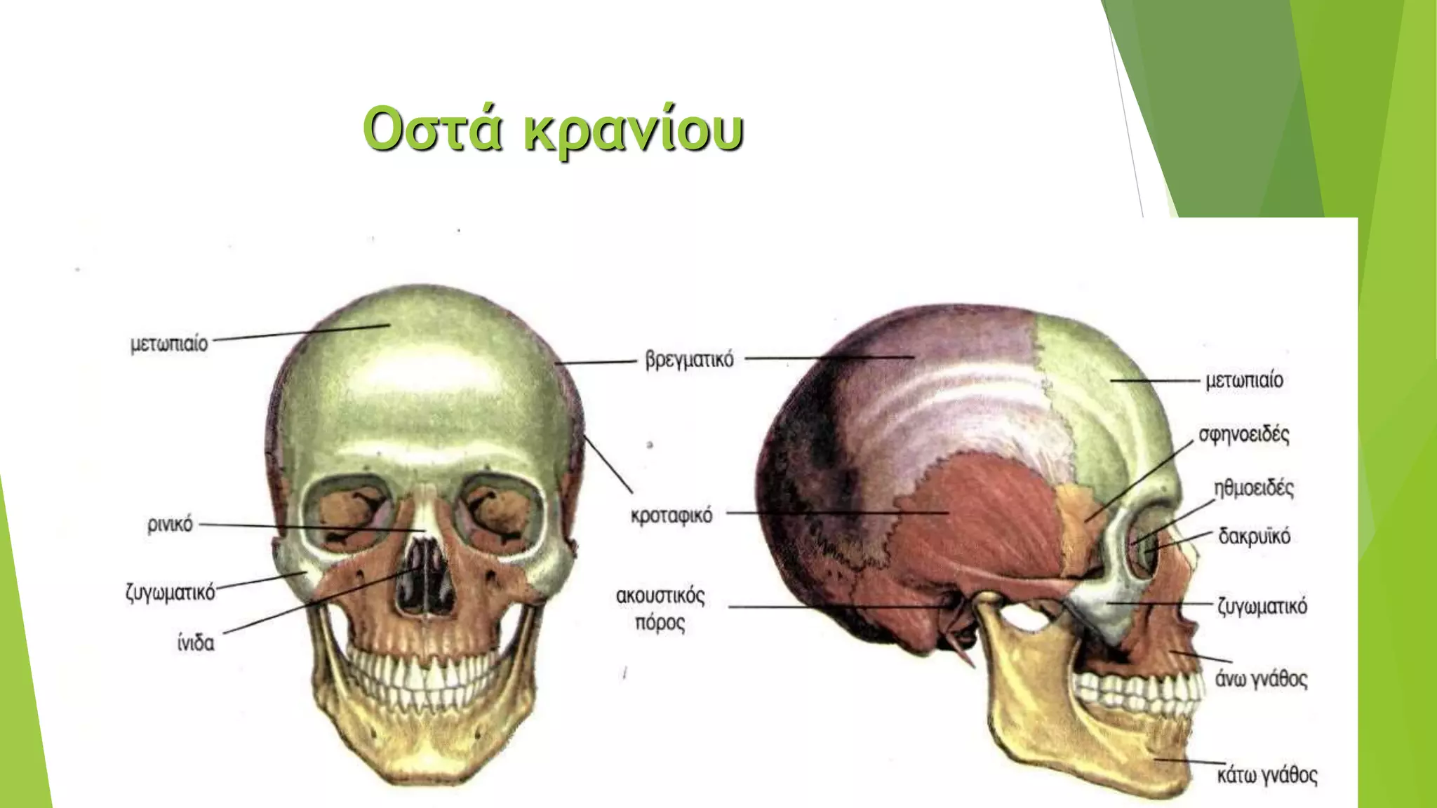 Το μυοσκελετικό σύστημα του ανθρώπου | PPTX