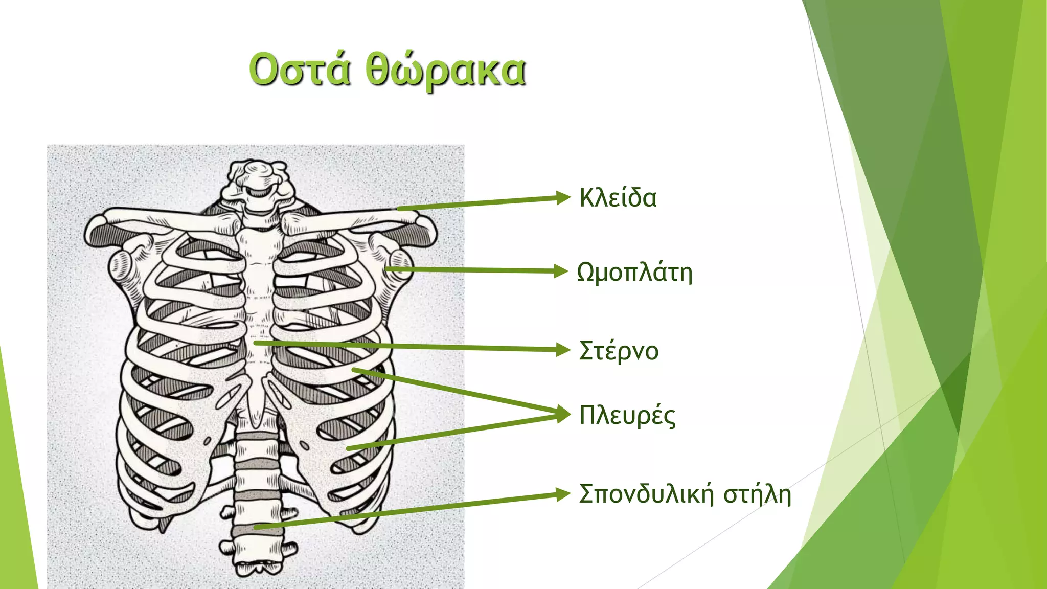 Το μυοσκελετικό σύστημα του ανθρώπου | PPTX