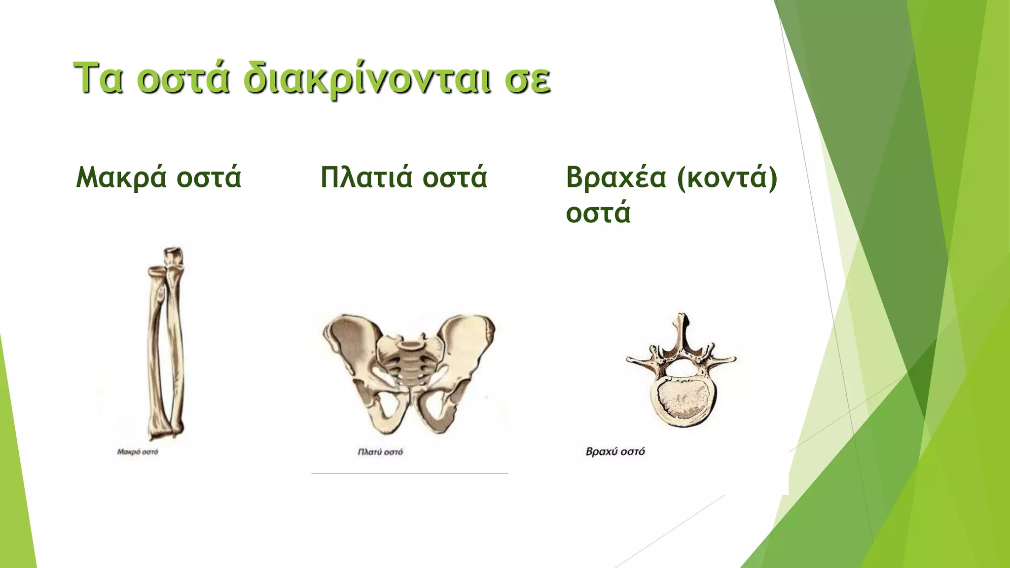 Το μυοσκελετικό σύστημα του ανθρώπου | PPTX