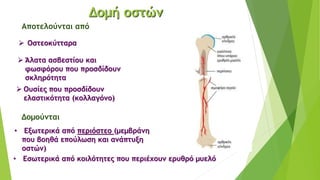 Το μυοσκελετικό σύστημα του ανθρώπου | PPTX